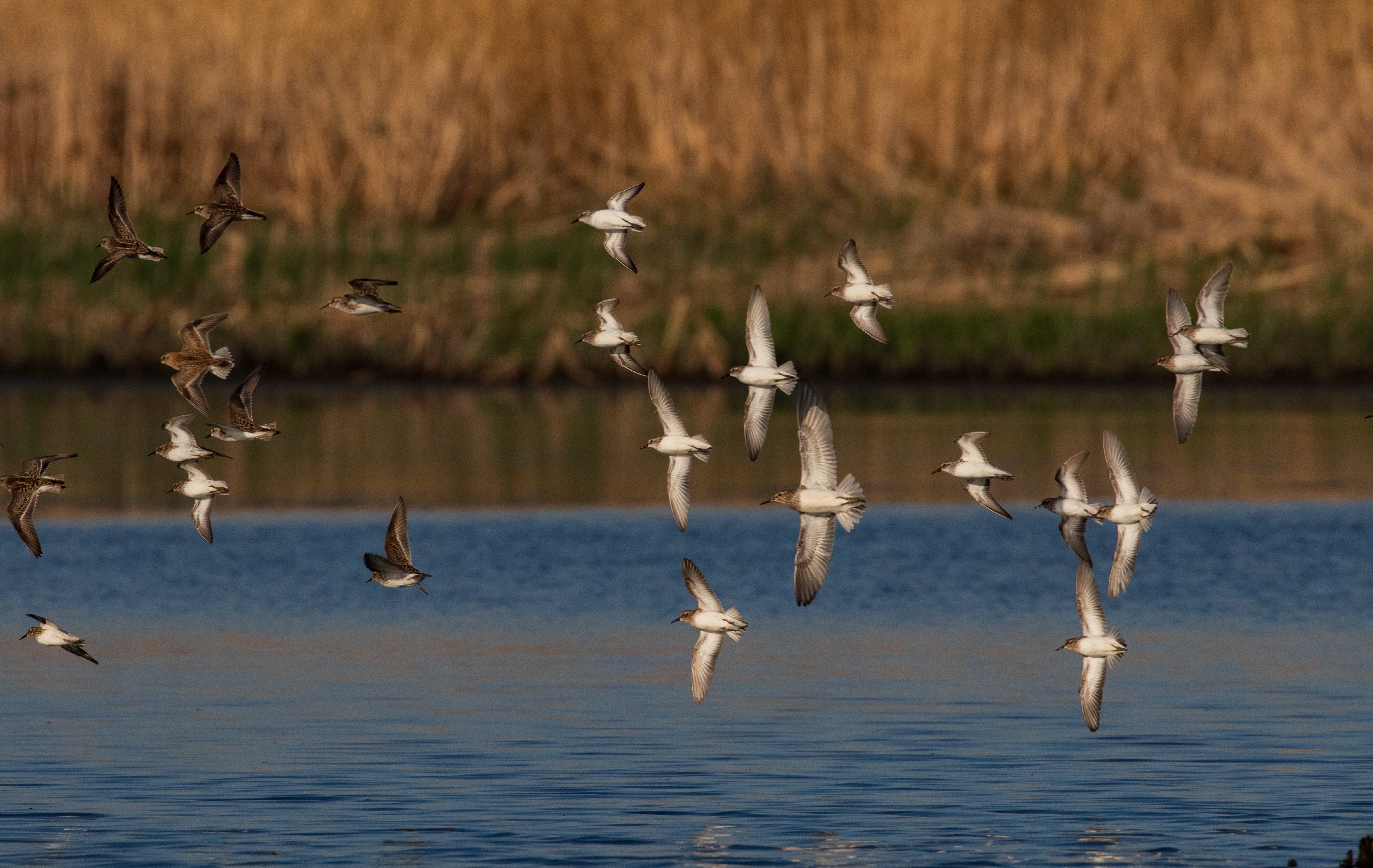 Shorebirds in flight | FWS.gov