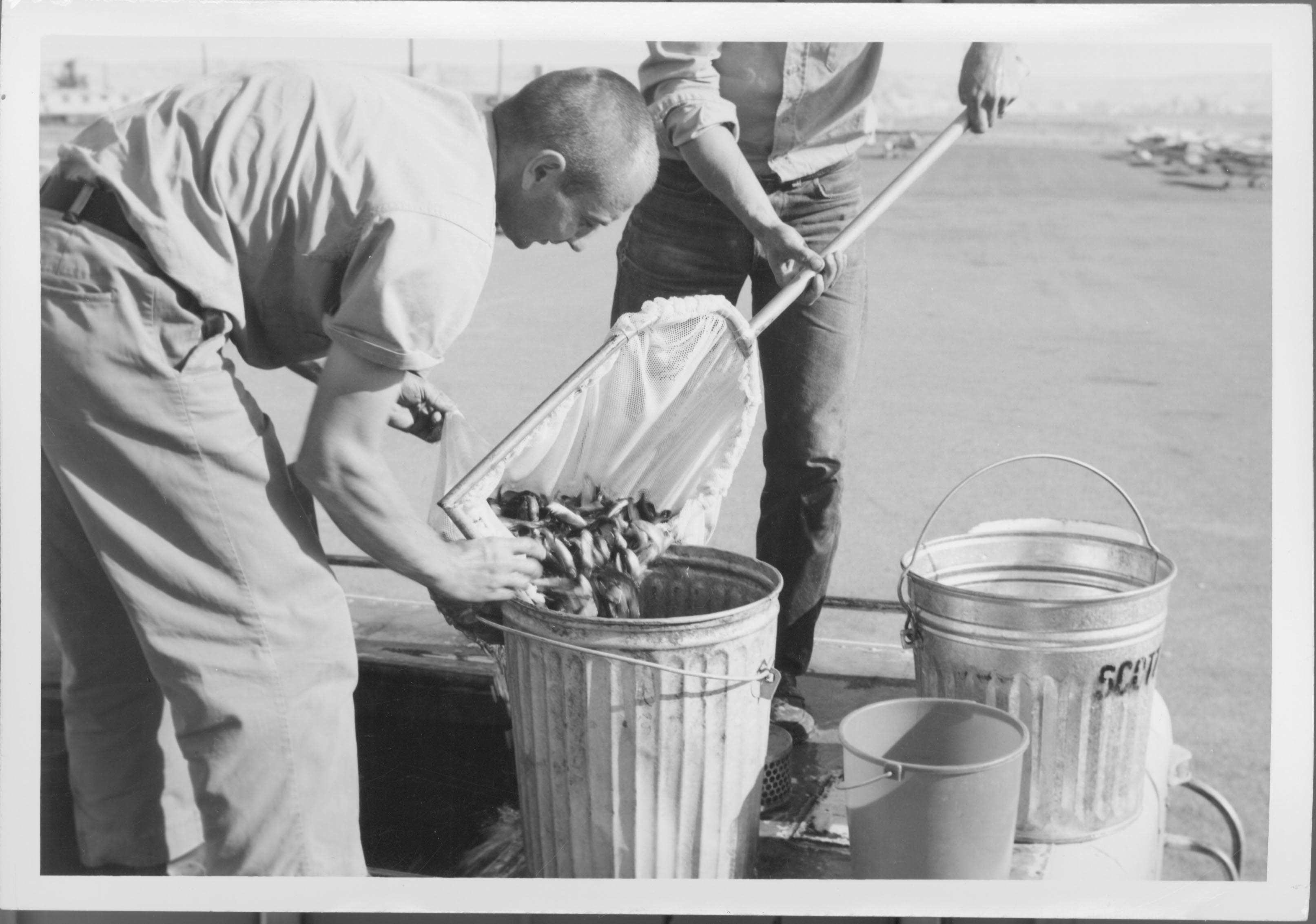 Fish Stocking Operations at Lake Powell, Utah in 1963 - Preparing to ...