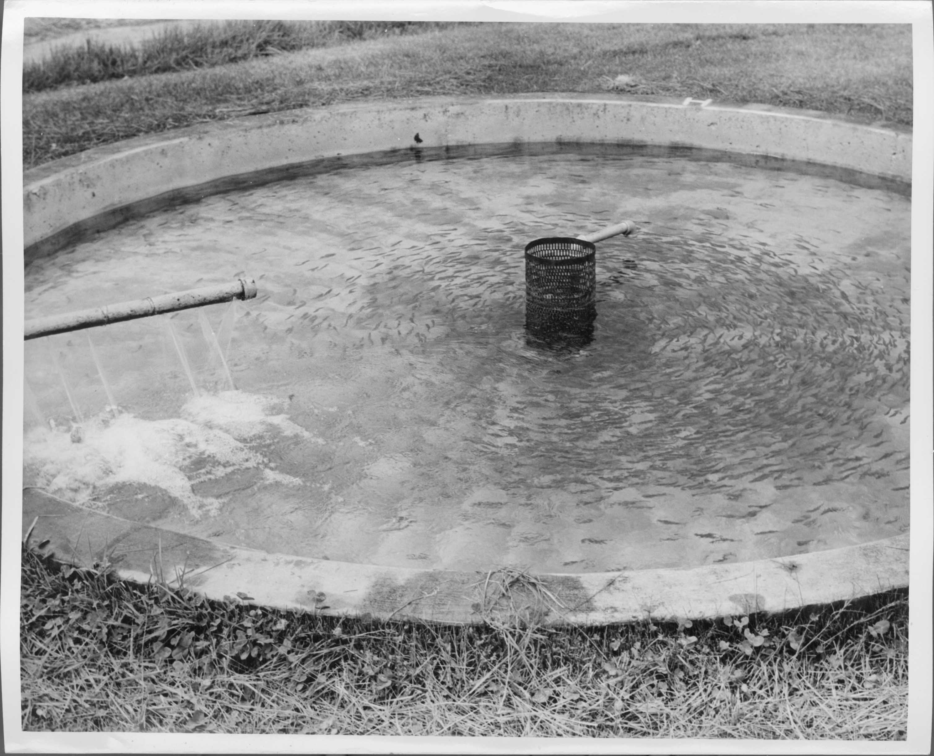 Juvenile Trout in a Fisheries Pond at the Leetown National Fish ...