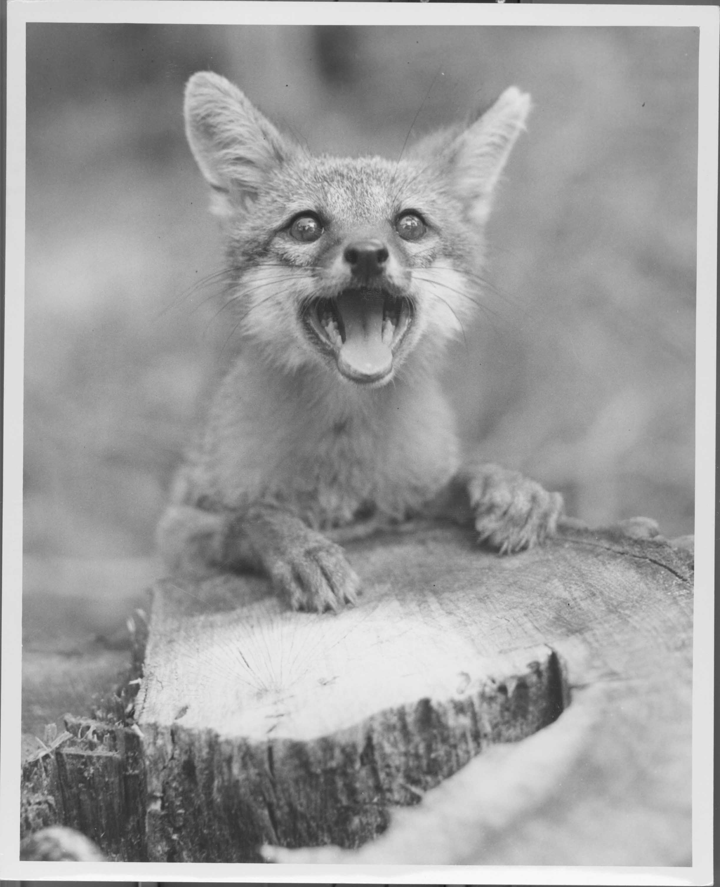 Young Gray Fox in Alabama in 1940 | FWS.gov