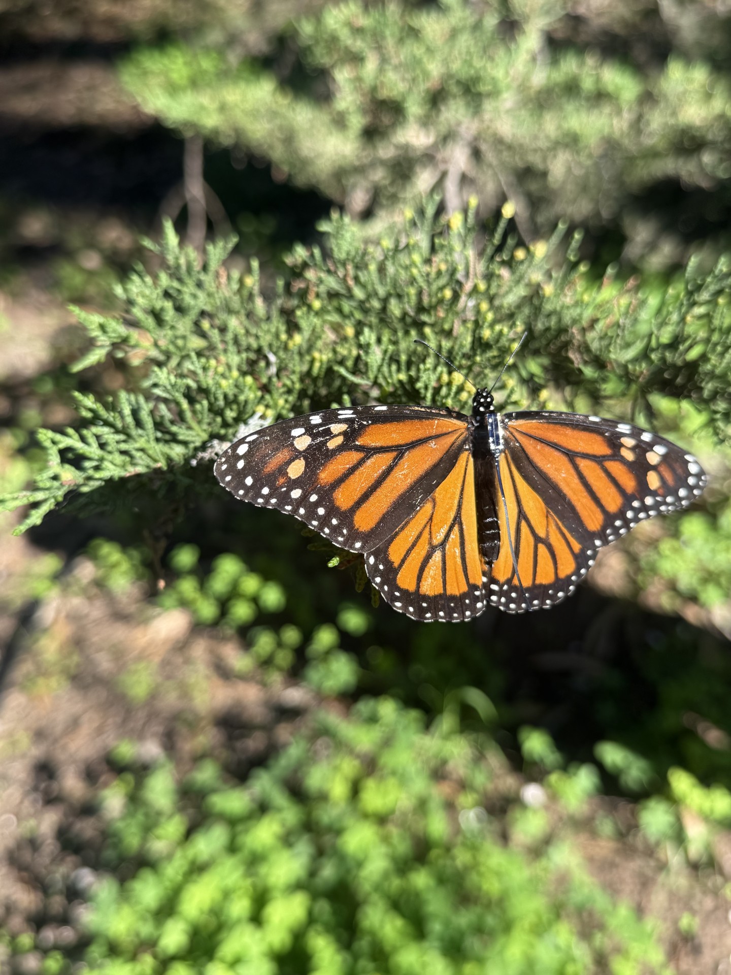 Monarch telemetry 1 | FWS.gov