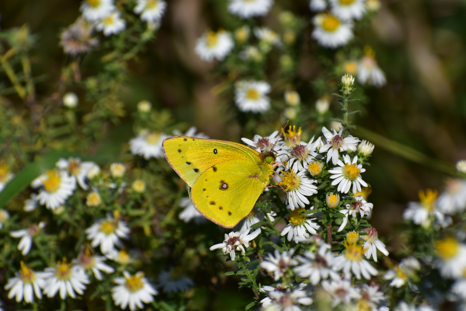 Clouded sulphur on asters | FWS.gov