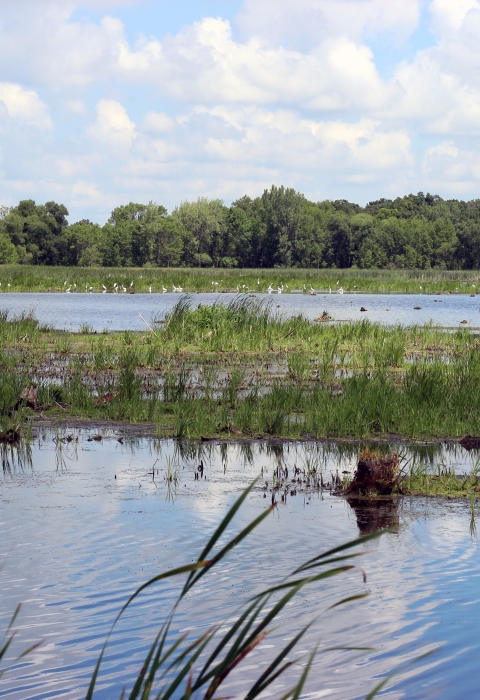 Horicon National Wildlife Refuge | U.S. Fish & Wildlife Service
