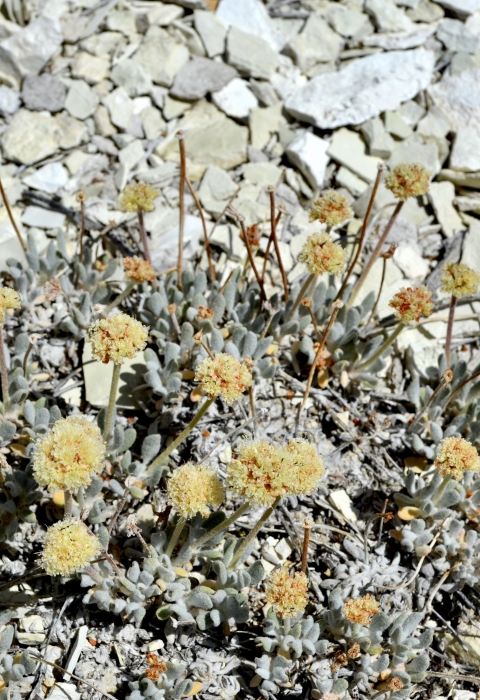 Reno Fish and Wildlife Office | U.S. Fish & Wildlife Service