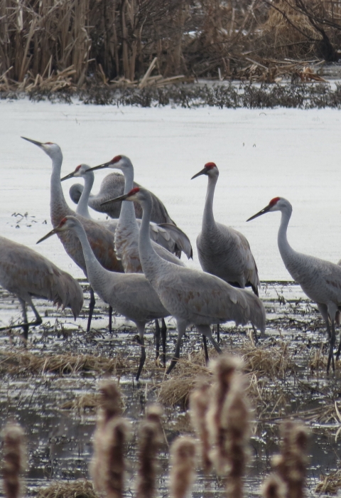 Muscatatuck National Wildlife Refuge | U.S. Fish & Wildlife Service