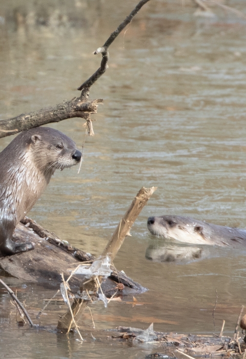 Muscatatuck National Wildlife Refuge | U.S. Fish & Wildlife Service
