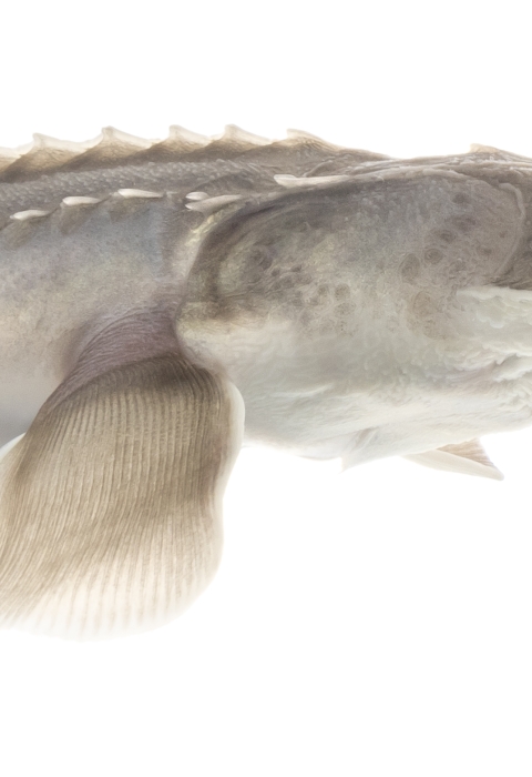 Gavins Point National Fish Hatchery | U.S. Fish & Wildlife Service