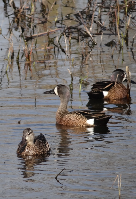 Boyer Chute National Wildlife Refuge | U.S. Fish & Wildlife Service