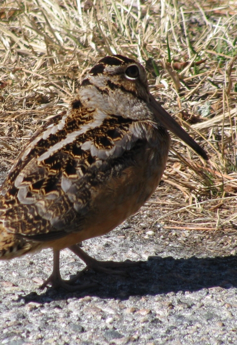 American Woodcock (Scolopax minor) | U.S. Fish & Wildlife Service