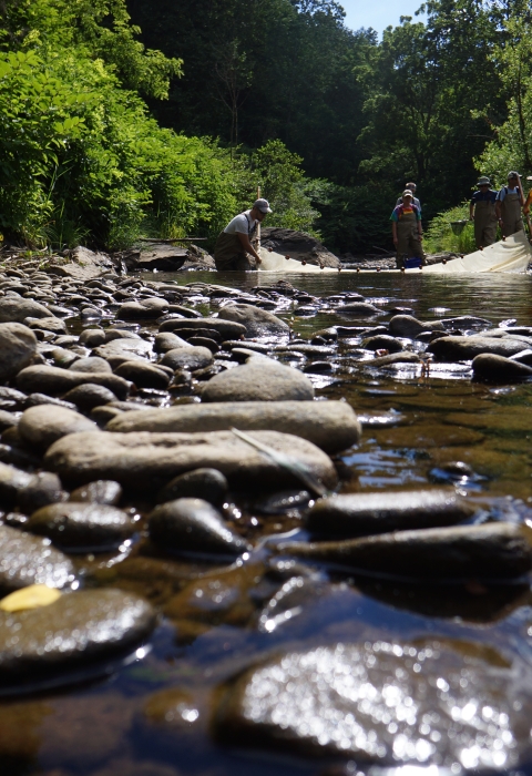 Arcata Habitat Restoration Documents | U.S. Fish & Wildlife Service