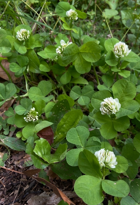 Running buffalo clover recovery | U.S. Fish & Wildlife Service