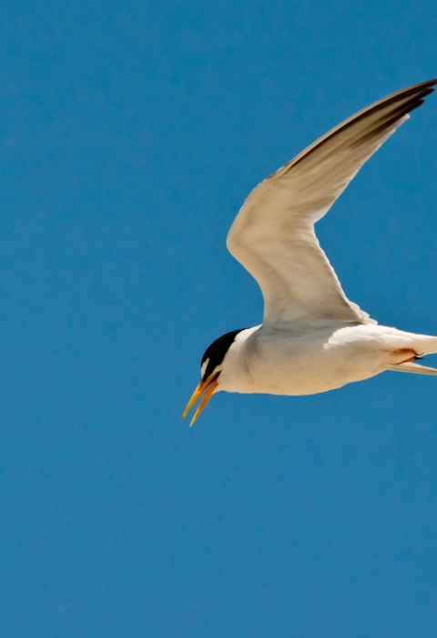 California Least Tern | U.S. Fish & Wildlife Service