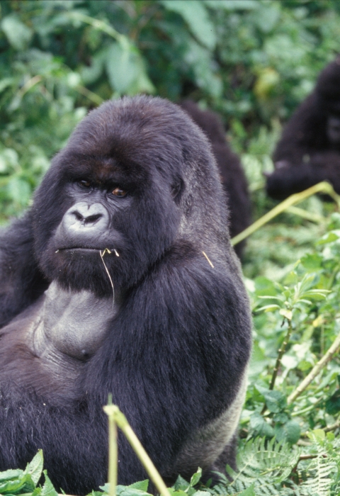 Great Ape Project Summaries | U.S. Fish & Wildlife Service