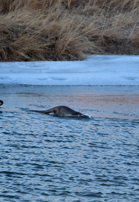 Patoka River National Wildlife Refuge and Management Area | U.S. Fish ...