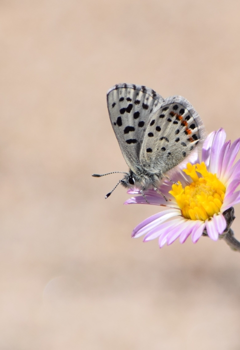 Smith Blue (Euphilotes enoptes smithi) | U.S. Fish & Wildlife Service