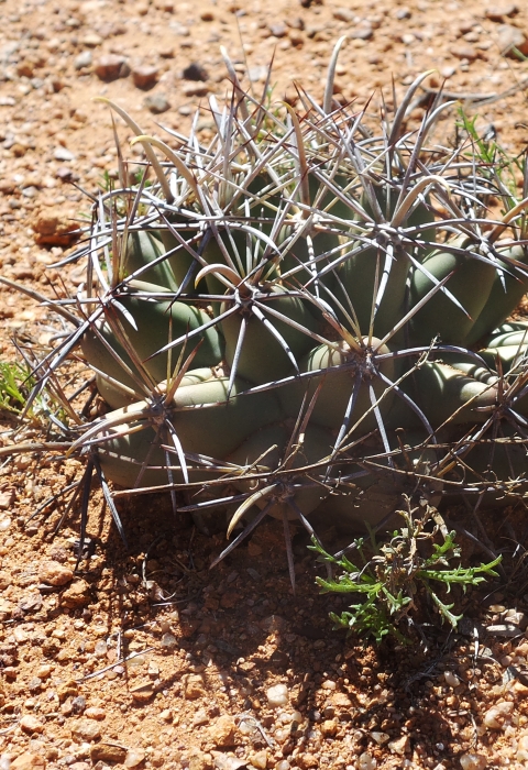 Longtubercle Beehive Cactus (Coryphantha scheeri var. robustispina) | U ...