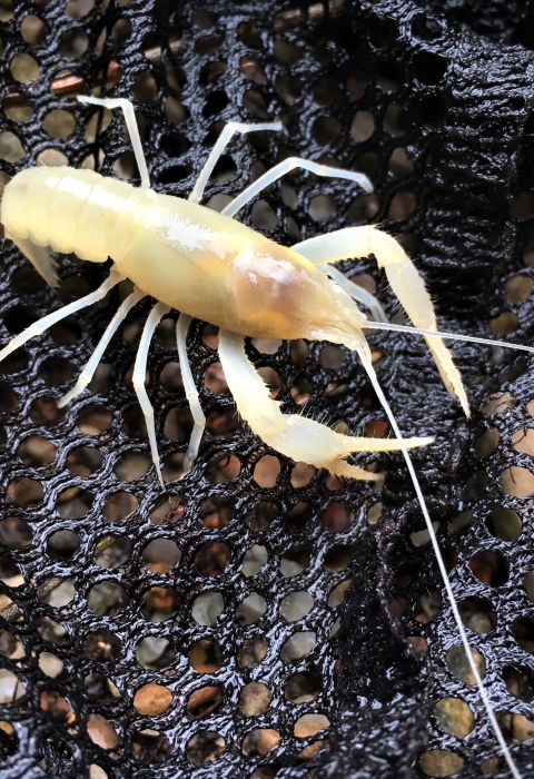 Hell Creek Cave Crayfish (Cambarus zophonastes) | U.S. Fish & Wildlife ...