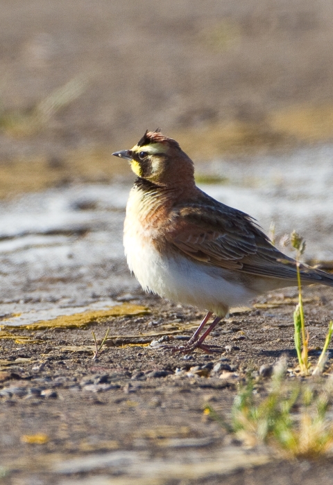 Streaked Horned Lark (Eremophila alpestris strigata) | U.S. Fish ...
