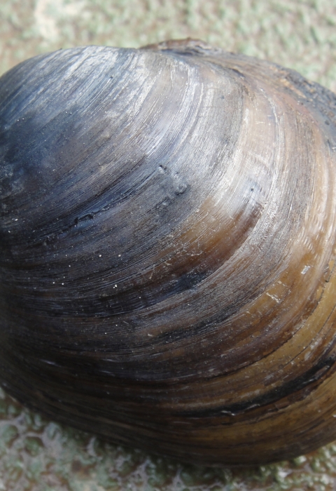 Pink Mucket (Lampsilis abrupta) | U.S. Fish & Wildlife Service