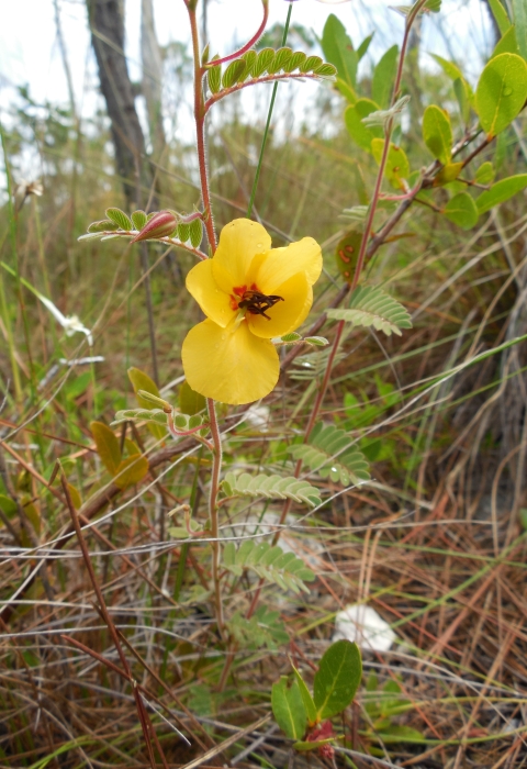 Narrowpod Sensitive Pea (Chamaecrista lineata var. keyensis) | U.S ...