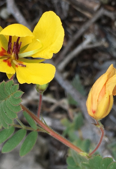 Narrowpod Sensitive Pea (Chamaecrista lineata var. keyensis) | U.S ...
