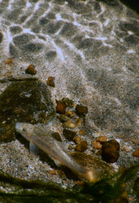 Santa Ana Sucker (Catostomus santaanae) | U.S. Fish & Wildlife Service