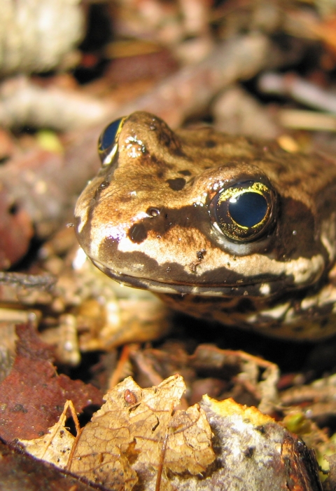 Cascades Frog (Rana cascadae) | U.S. Fish & Wildlife Service
