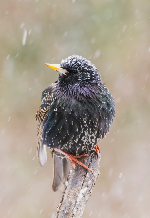 European Starling (Sturnus vulgaris) | U.S. Fish & Wildlife Service
