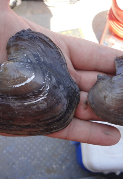 Alabama Heelsplitter (Potamilus inflatus) | U.S. Fish & Wildlife Service