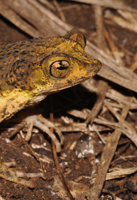 Puerto Rican Crested Toad (Peltophryne lemur) | U.S. Fish & Wildlife ...