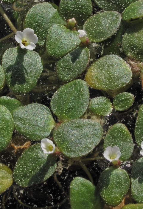 Little Amphianthus (Amphianthus pusillus) | U.S. Fish & Wildlife Service