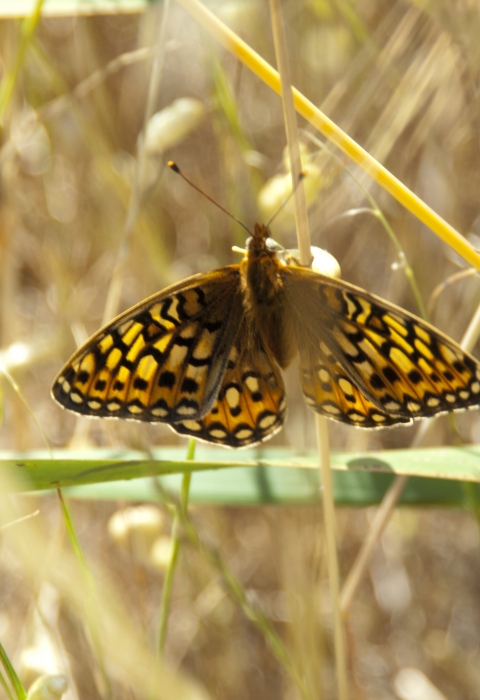 Callippe Silverspot Butterfly (Speyeria callippe callippe) | U.S. Fish ...