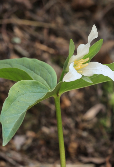 Persistent Trillium (Trillium persistens) | U.S. Fish & Wildlife Service