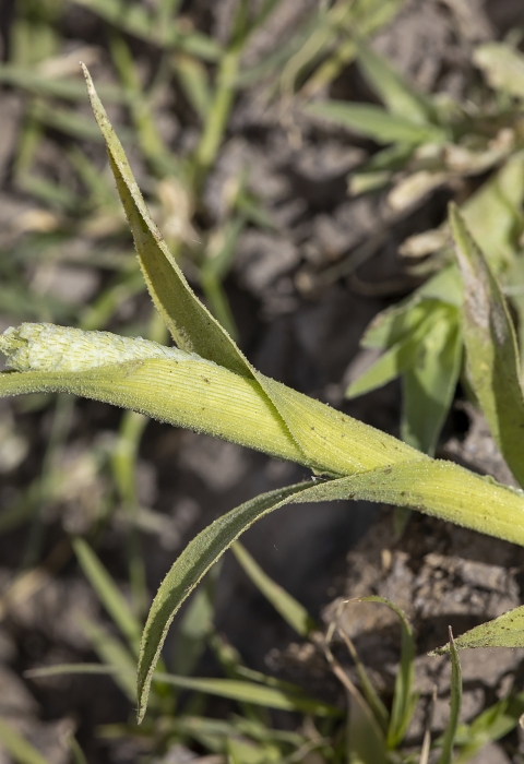 Colusa Grass (Neostapfia colusana) | U.S. Fish & Wildlife Service