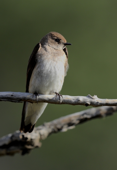 Aerial Insectivores | U.S. Fish & Wildlife Service