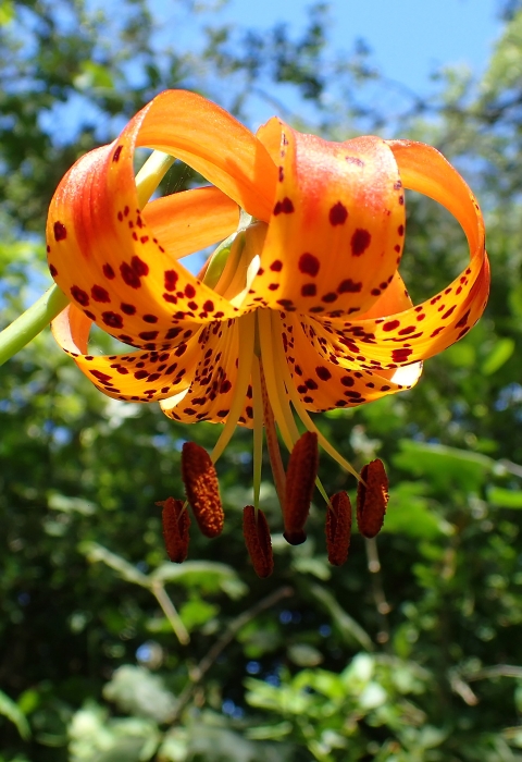 Pitkin Marsh Lily (Lilium pardalinum ssp. pitkinense) | U.S. Fish ...