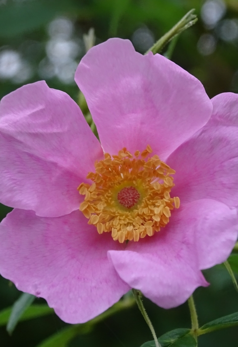 Swamp Rose | U.S. Fish & Wildlife Service