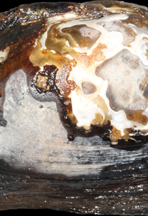 A New Freshwater Mussel Species - Meet Uwharries Elktoe | U.S. Fish ...