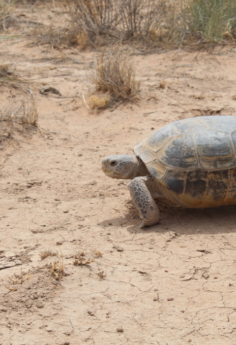 Bolson Tortoise (Gopherus flavomarginatus) | U.S. Fish & Wildlife Service