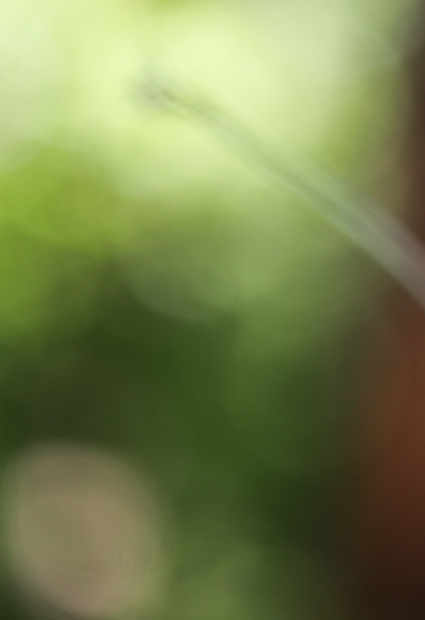 Snapshot: Teaming Up In Search of Endangered White Irisette | U.S. Fish ...