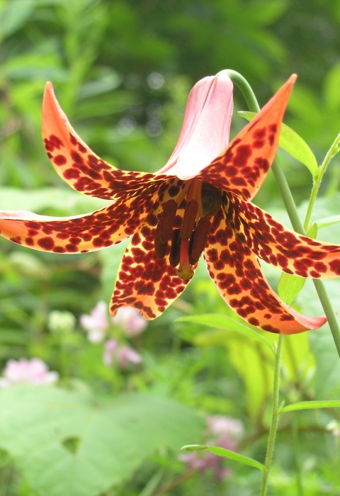 Paint Rock River National Wildlife Refuge | U.S. Fish & Wildlife Service