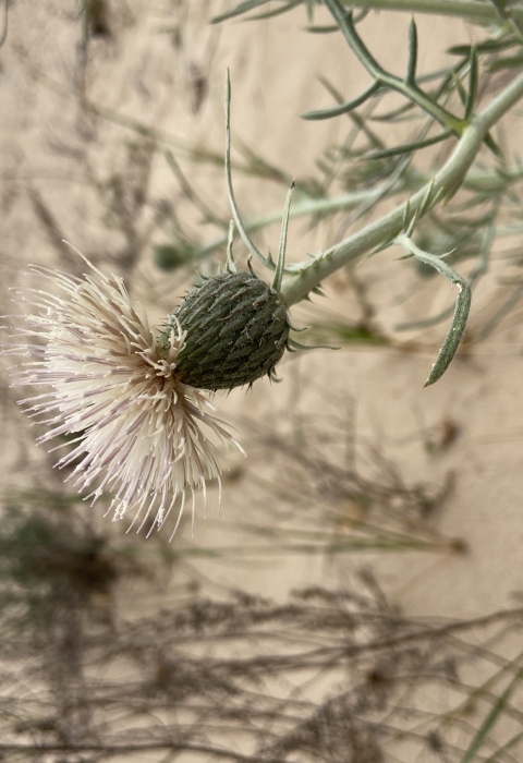 Pitcher's Thistle (Cirsium pitcheri) | U.S. Fish & Wildlife Service