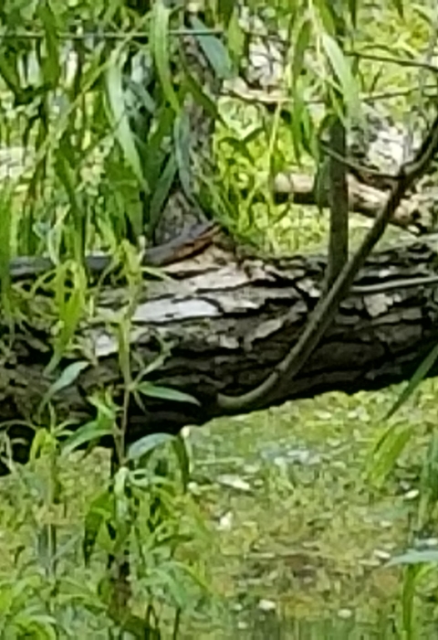 Copperbelly Water Snake (Nerodia erythrogaster neglecta) | U.S. Fish ...
