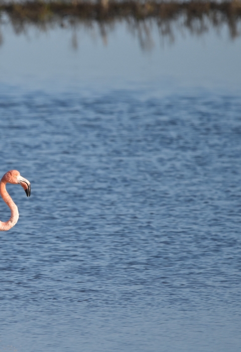 March 2024, Bird of the Month: American Flamingo | U.S. Fish & Wildlife ...