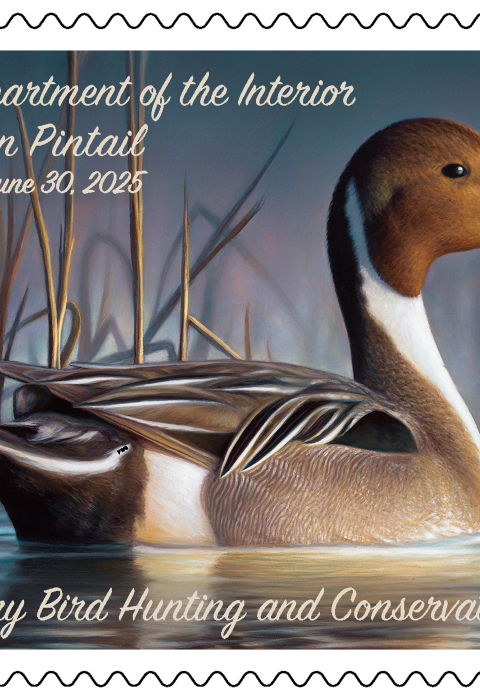 Service Debuts New Federal and Junior Duck Stamps | U.S. Fish ...