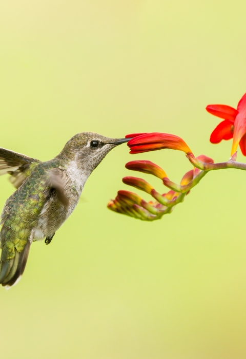 Hummingbirds of North America | U.S. Fish & Wildlife Service