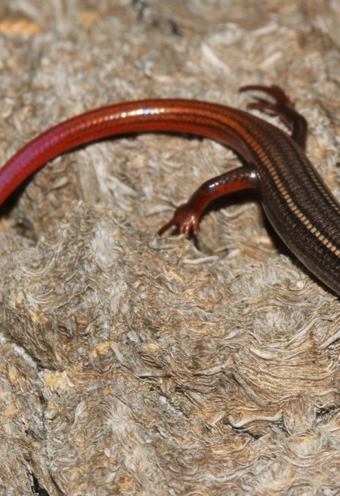 Cedar Key mole skink supporting documents | U.S. Fish & Wildlife Service