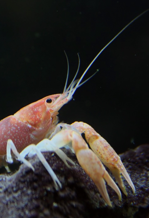 Miami Cave Crayfish (Procambarus milleri) | U.S. Fish & Wildlife Service