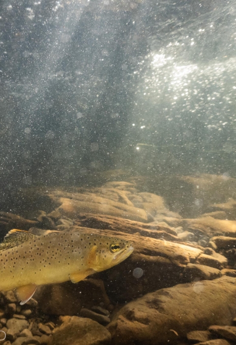 Apache Trout (Oncorhynchus apache) | U.S. Fish & Wildlife Service