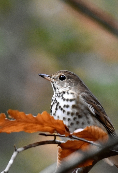 Dan Murphy: Taking a Landscape Approach to Conserving Wildlife | U.S ...